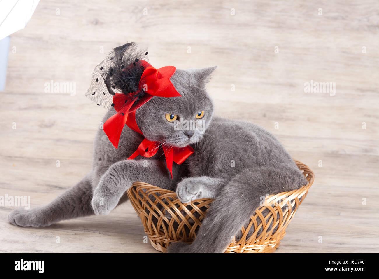 Fashion studio portrait of cat wearing hat with red ribbon Stock Photo ...