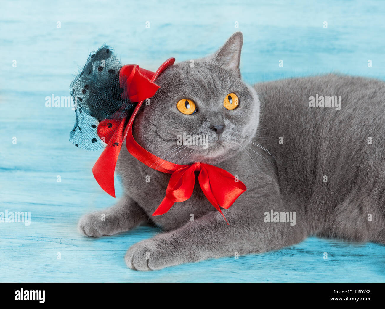 Cat wearing ribbon hi-res stock photography and images - Alamy