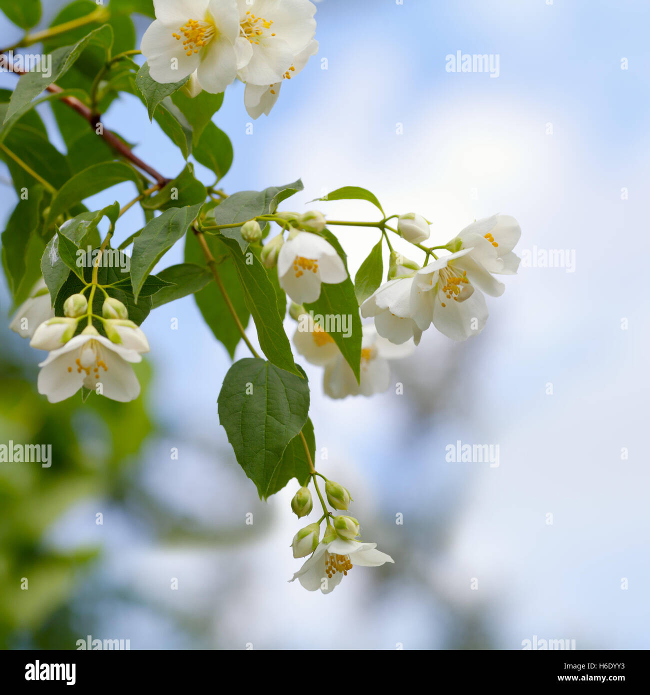 jasmine flowering branch Stock Photo - Alamy