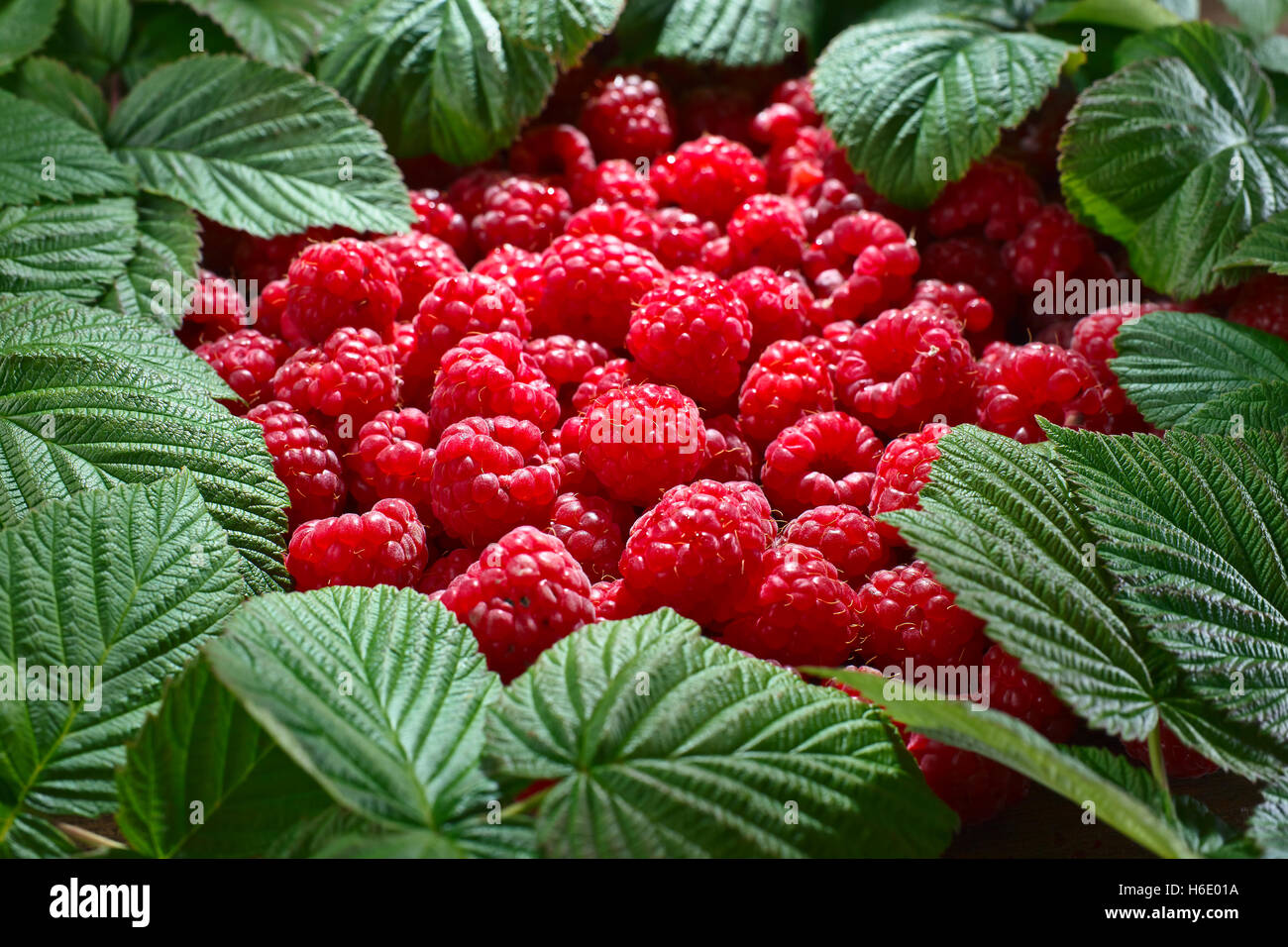 ripe red raspberries and green leaves Stock Photo - Alamy