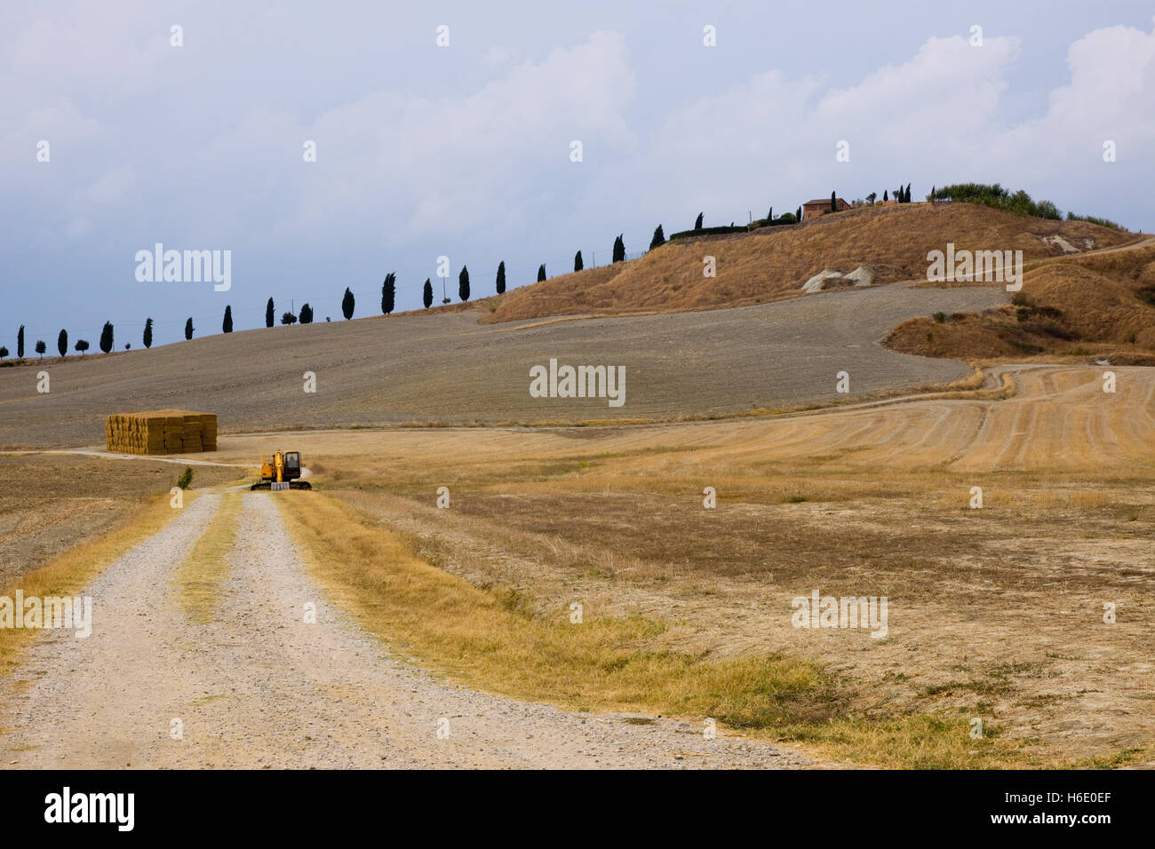 nature of tuscany during the summer season near siena italy Stock Photo ...