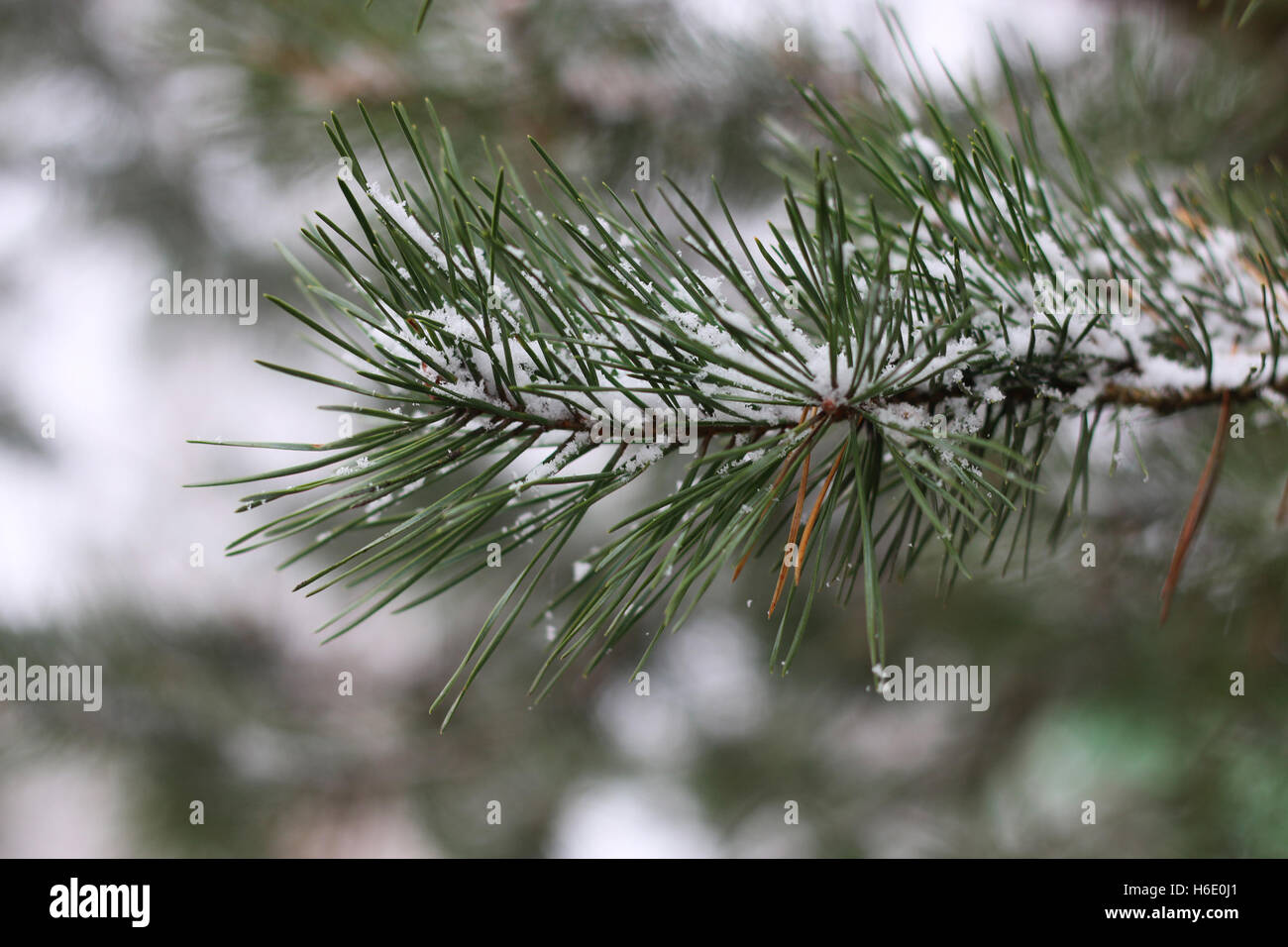 First winter snow branches Stock Photo - Alamy