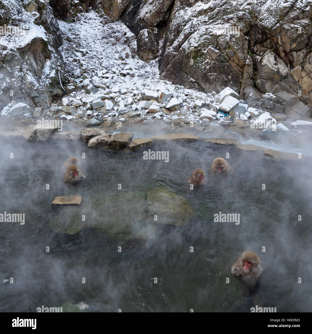 Monkeys in the Jigokudani Snow Monkey Park, Kanbayashi Onsen, Japan ...