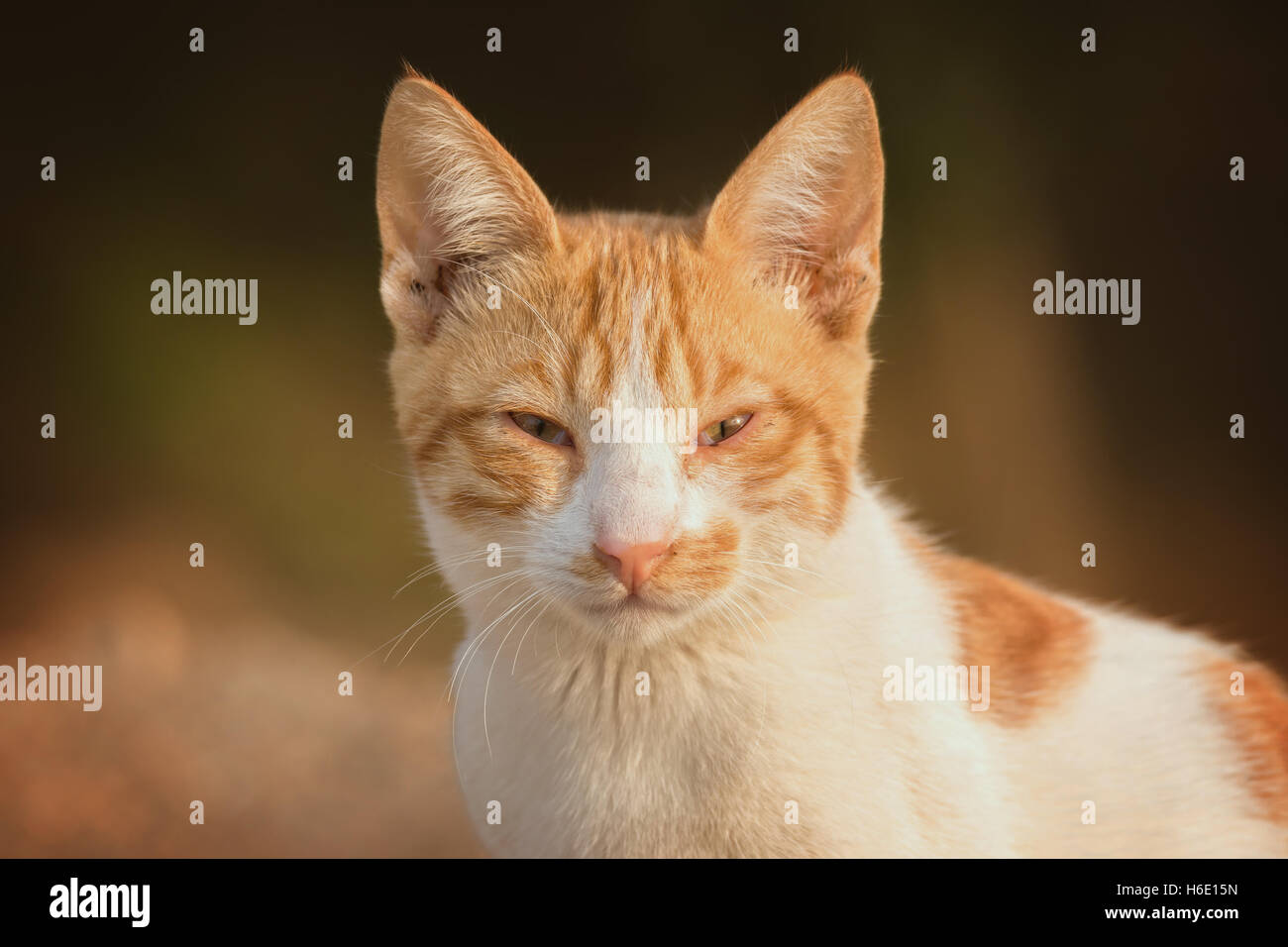 Red cat portrait Stock Photo - Alamy