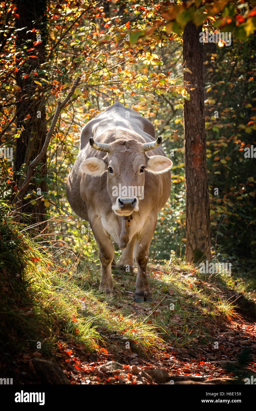 Gray spanish cow in ther forest Stock Photo - Alamy
