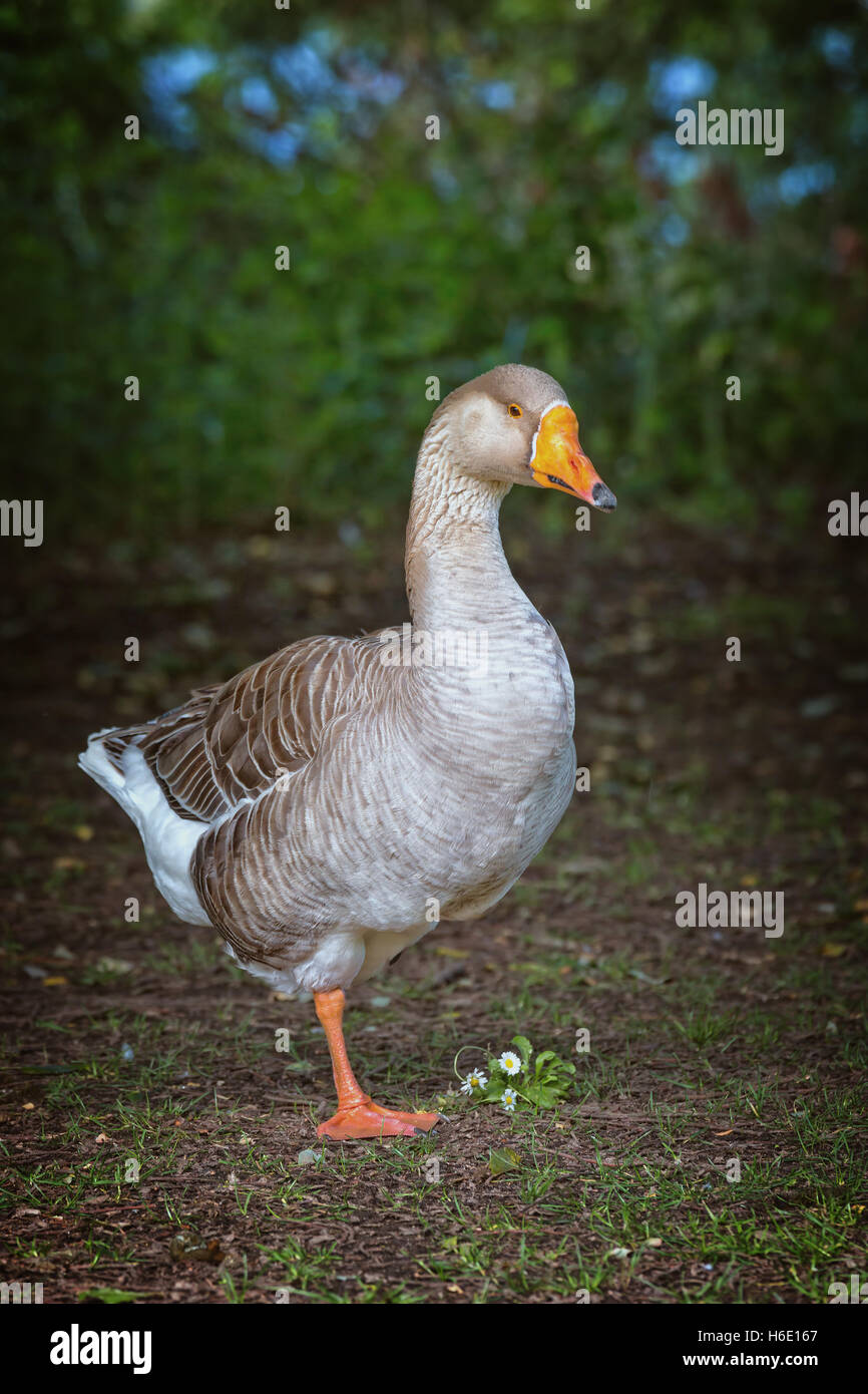 Beautiful goose portrait Stock Photo - Alamy