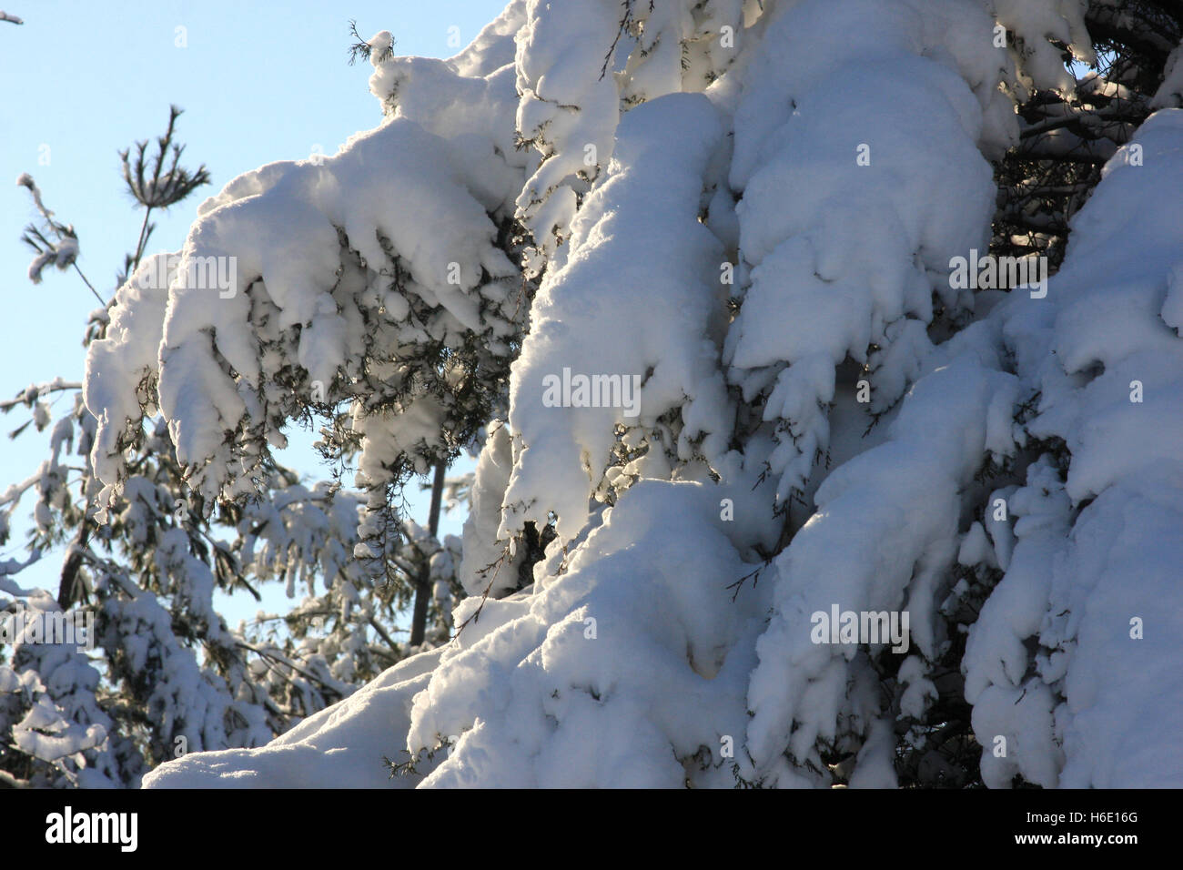 Fresh fallen snow on pine tree hi-res stock photography and images - Alamy