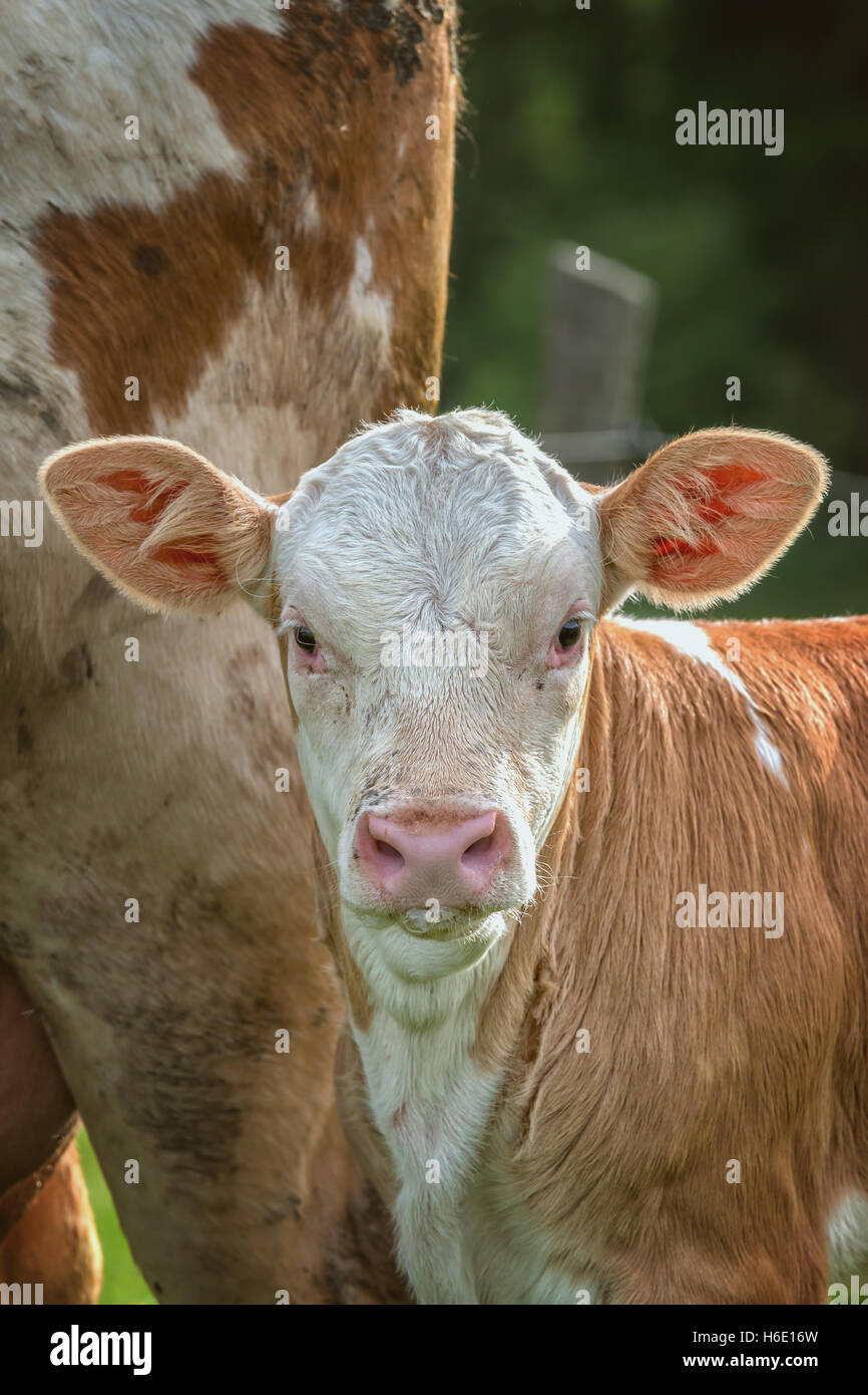 Young curious calf looks at the photographer Stock Photo - Alamy
