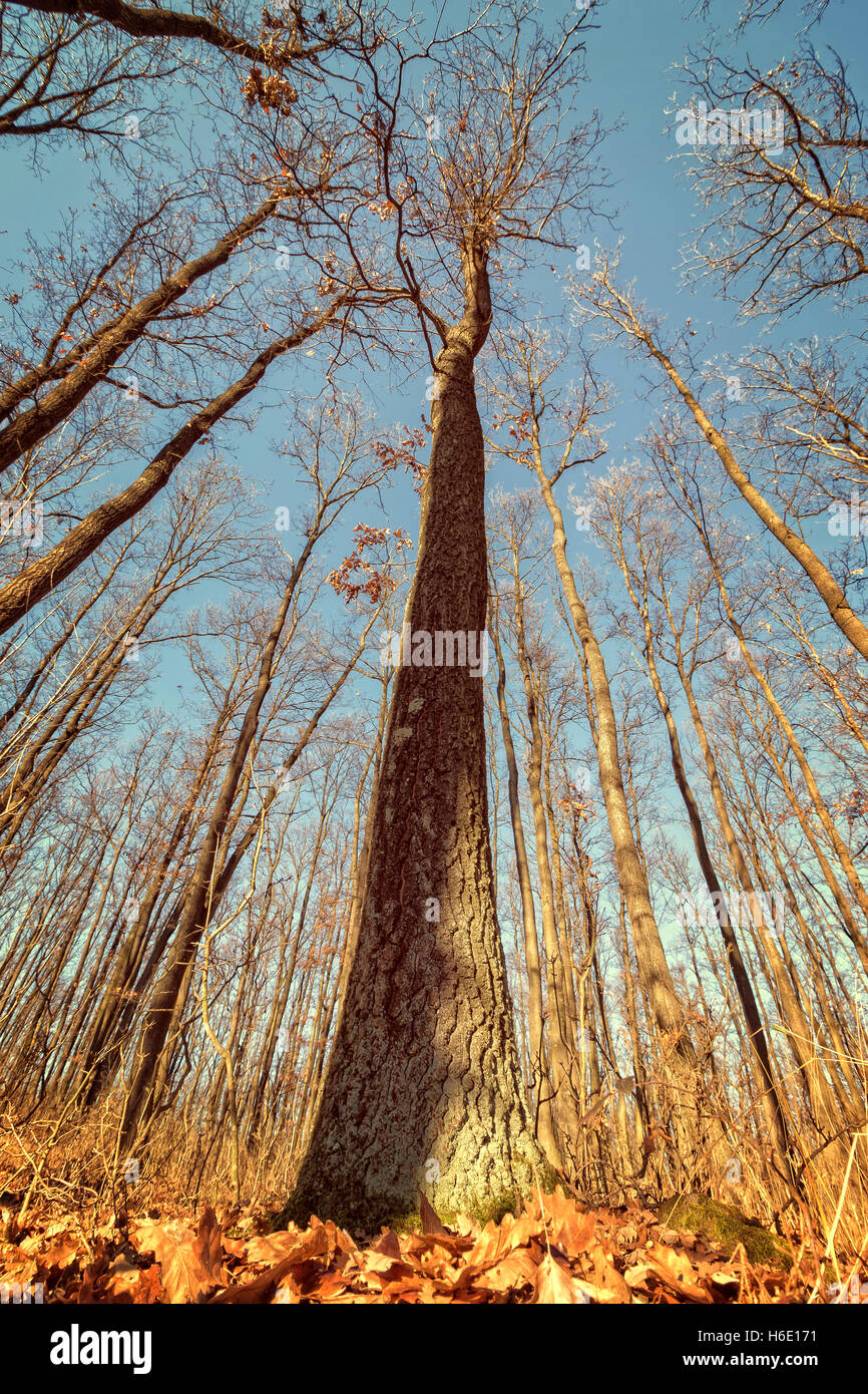 Autumn forest with oak trees Stock Photo - Alamy