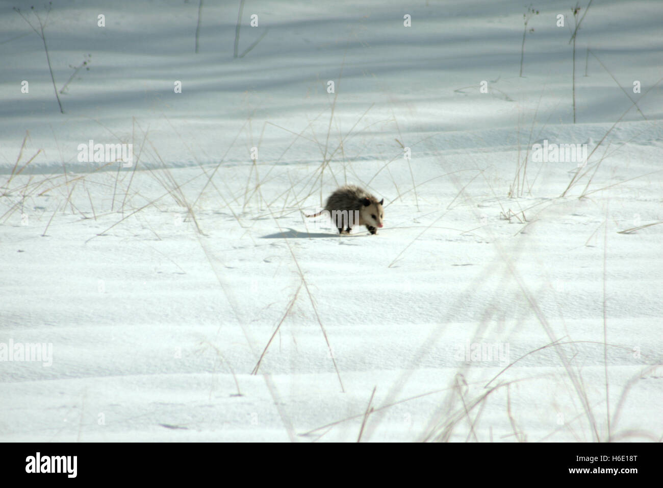 Opossum walking in snow field Stock Photo - Alamy