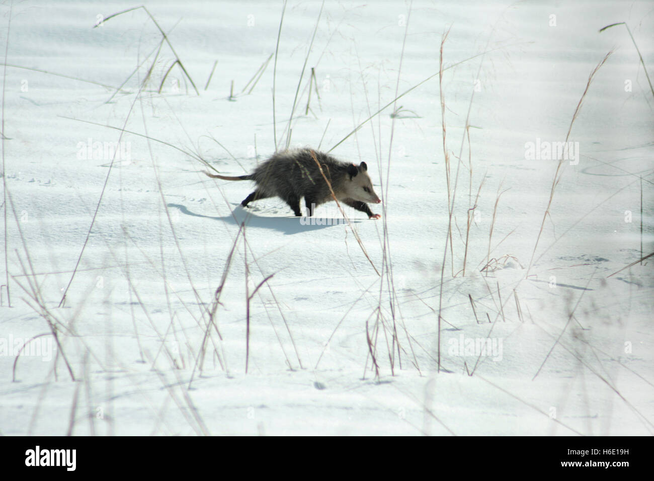 Opossum walking in snow field Stock Photo - Alamy