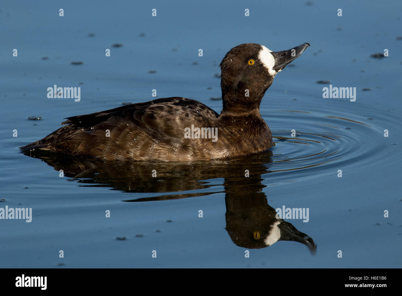 Scaup duck hi-res stock photography and images - Alamy