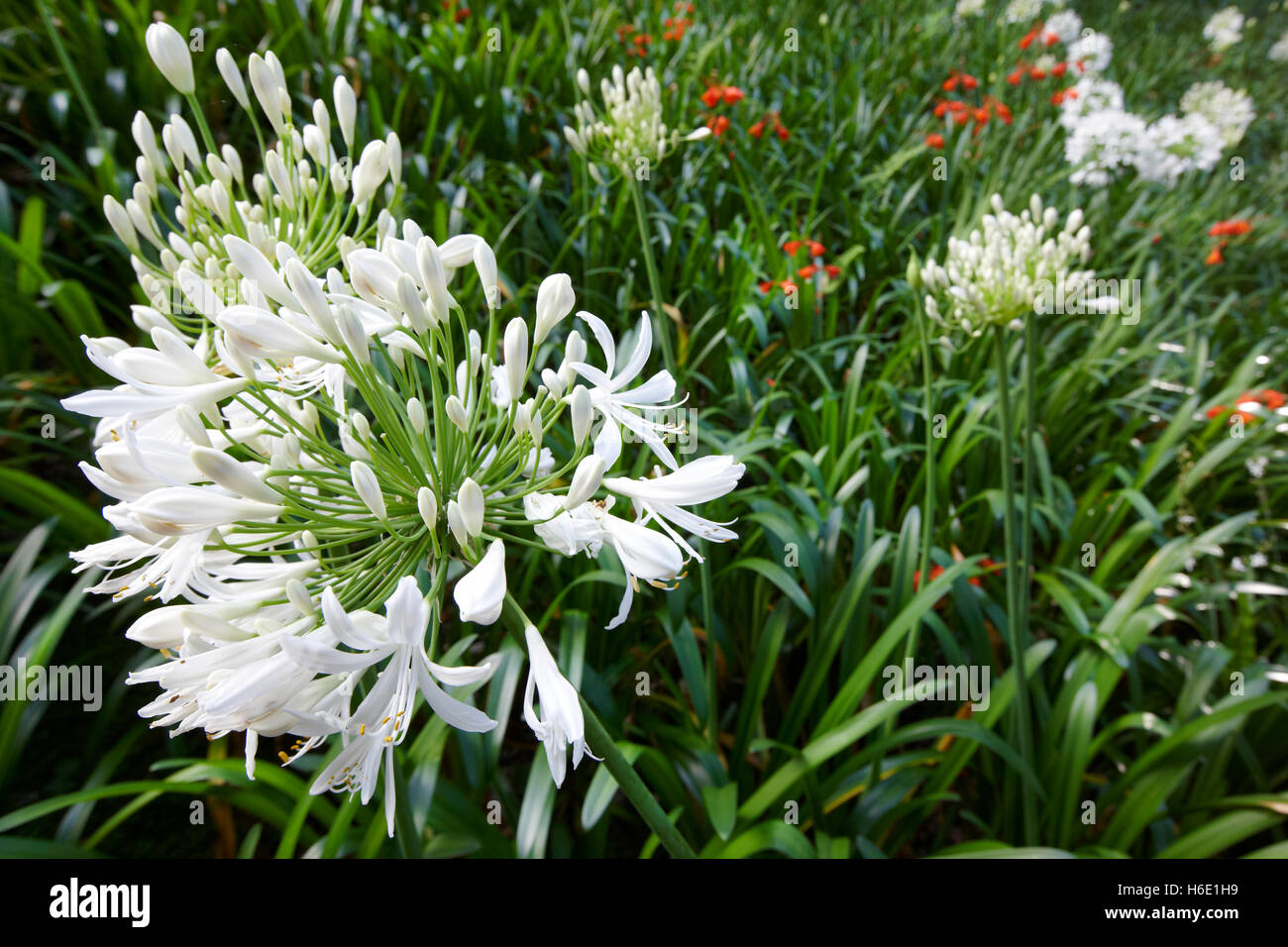 White agapanthus flower over a green background in Azores. Portugal ...