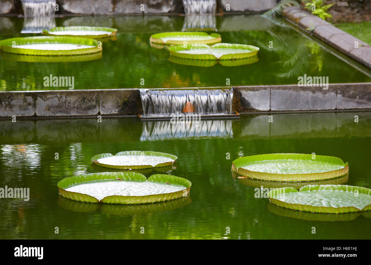 Large leaf floating on water hi-res stock photography and images - Alamy