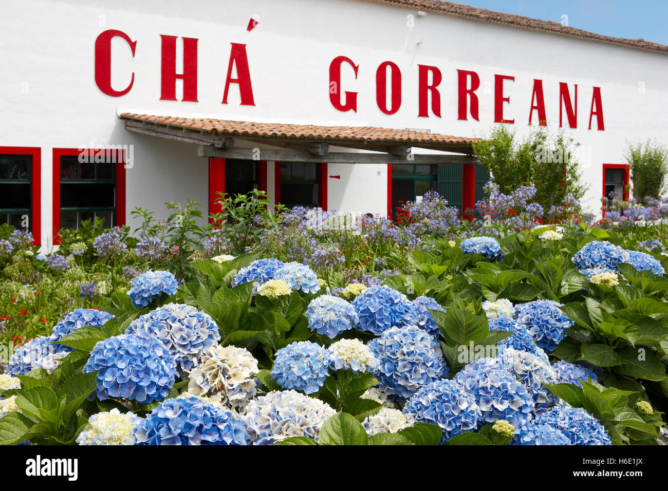 Traditional tea plantation in Sao Miguel, Azores. Portugal. Horizontal ...