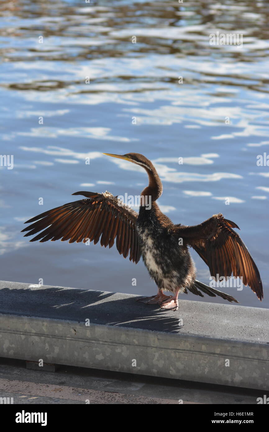 Drying up wings hi-res stock photography and images - Alamy