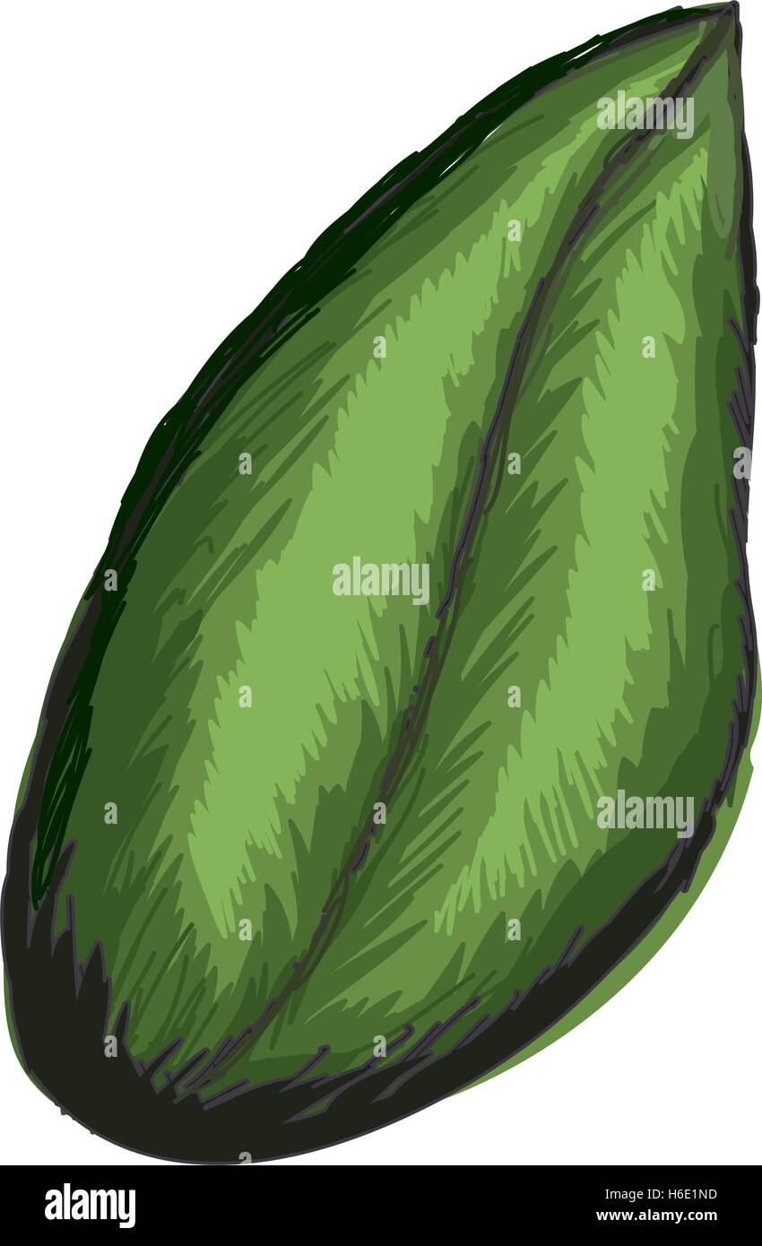 single leaf icon image vector illustration design Stock Vector Image ...