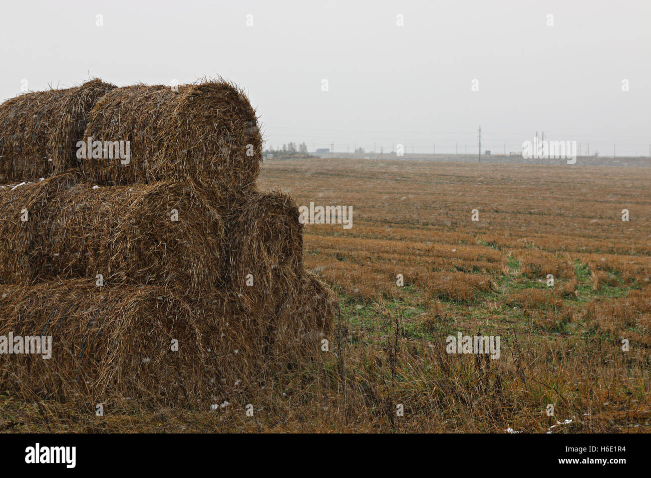 Fall field straw stack Stock Photo - Alamy