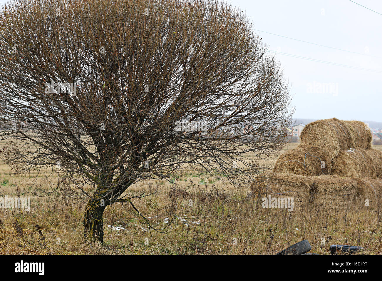Fall field straw stack Stock Photo - Alamy
