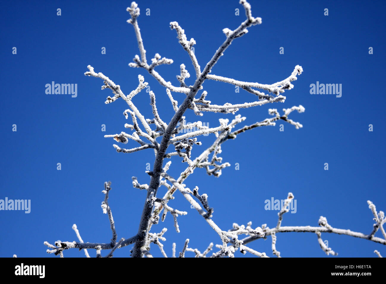 Frozen branch on blue background Stock Photo - Alamy
