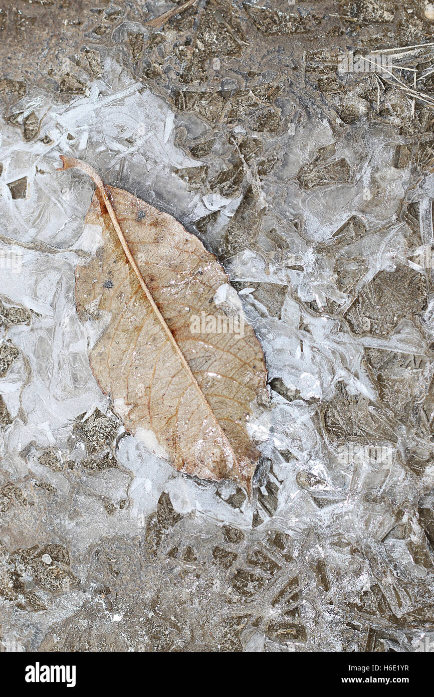 crust of ice on a puddle of leaves Stock Photo - Alamy
