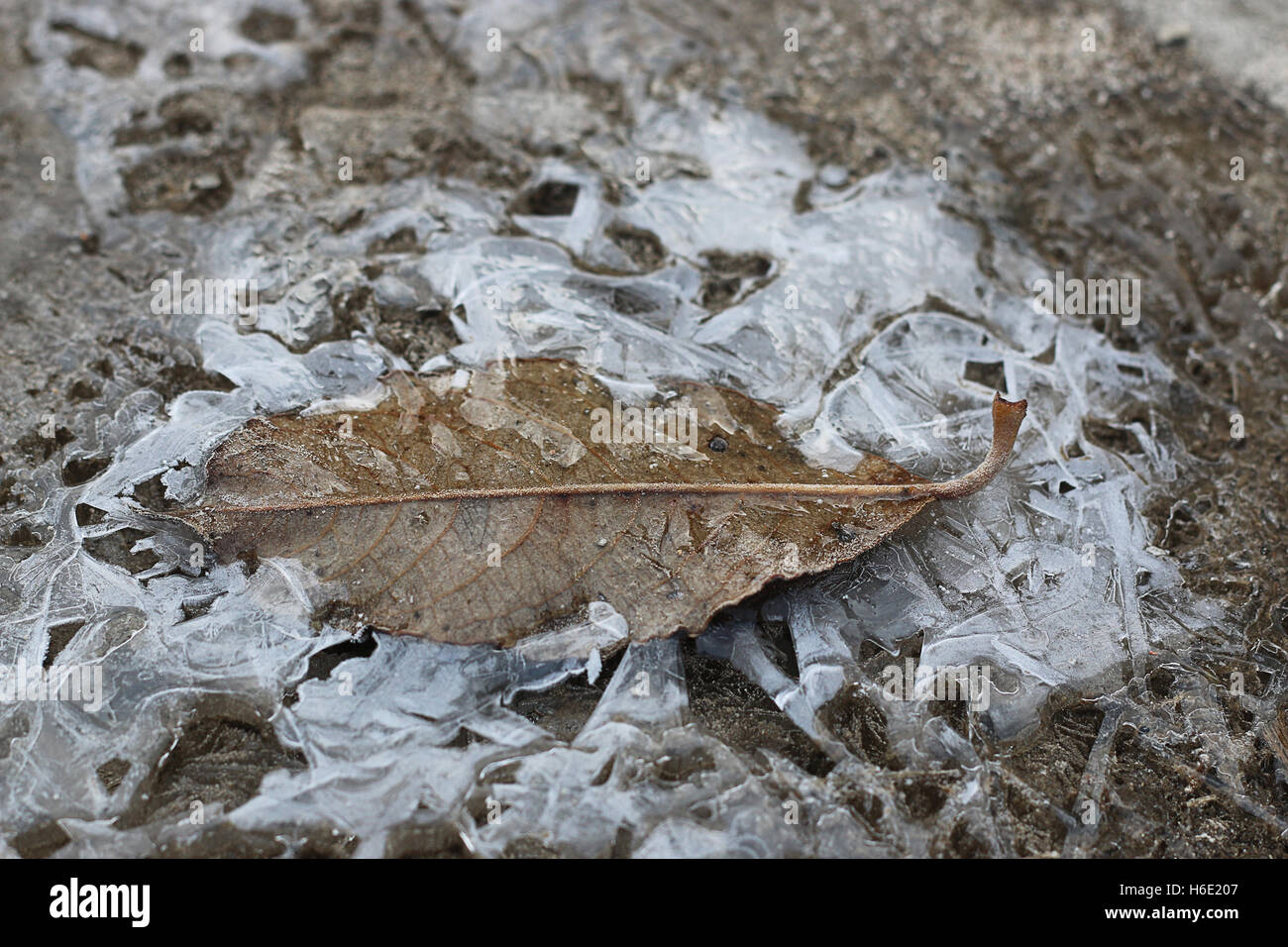 Frozen leaves thawing hi-res stock photography and images - Alamy