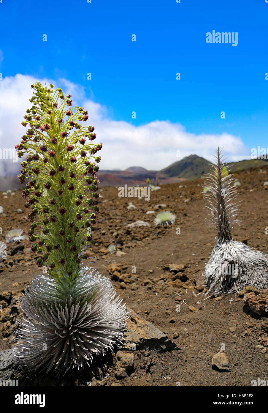 Photograph of the east Maui Silversword (Haleakala silversword) in ...