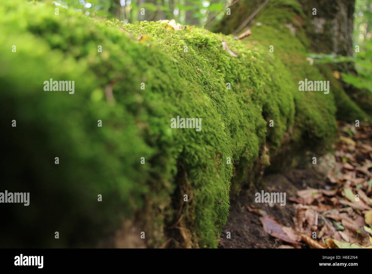 moss on root in autumn forest Stock Photo - Alamy