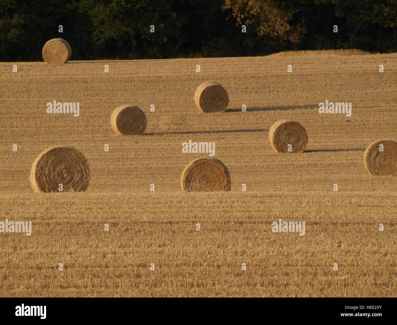 Fall hay hi-res stock photography and images - Alamy