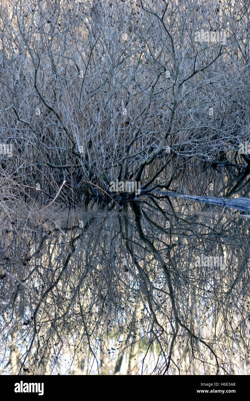Charming frozen tree branches hi-res stock photography and images - Alamy
