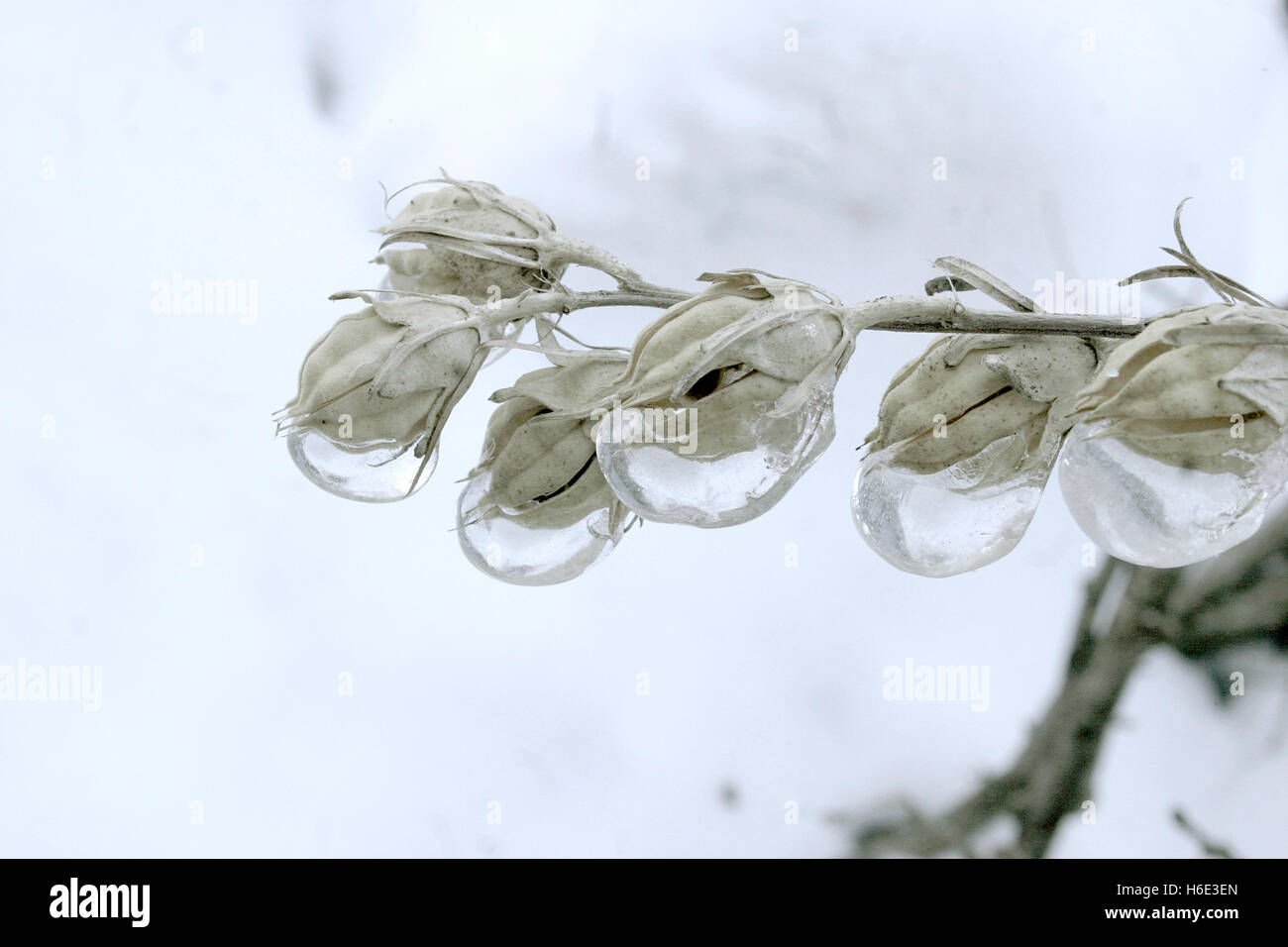 Frozen drops of water on dried plant Stock Photo - Alamy
