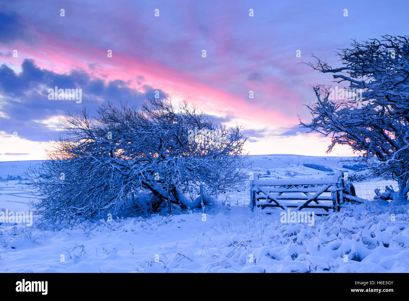 Winter snowfall on hawthorn trees and field gate at daybreak in Danby ...