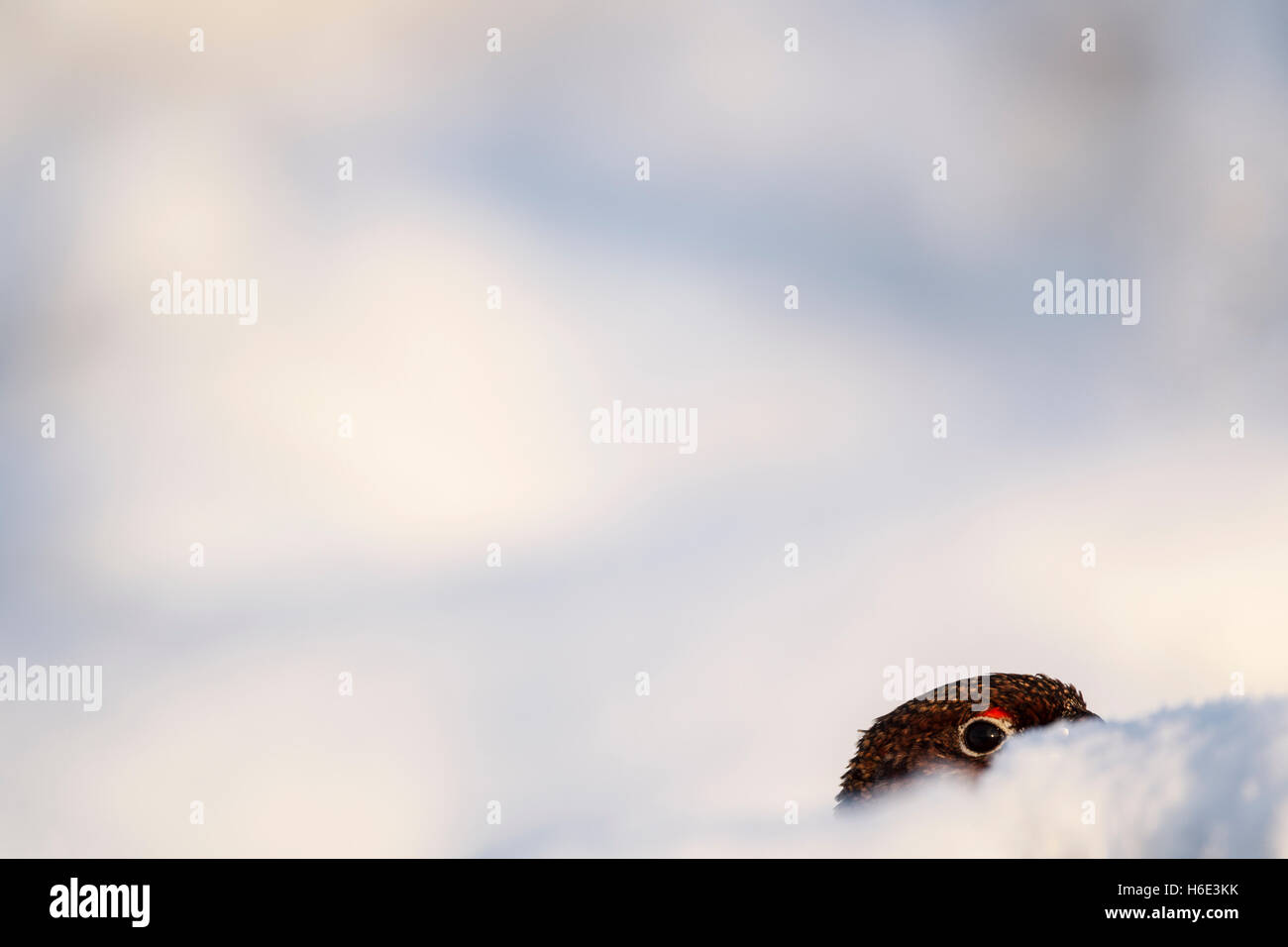Male red grouse, Latin name Lagopus lagopus scotica, hiding among snow ...