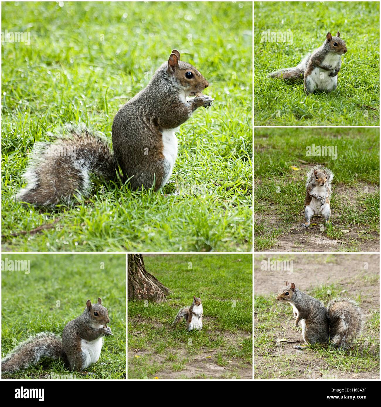gray american squirrel collage Stock Photo - Alamy