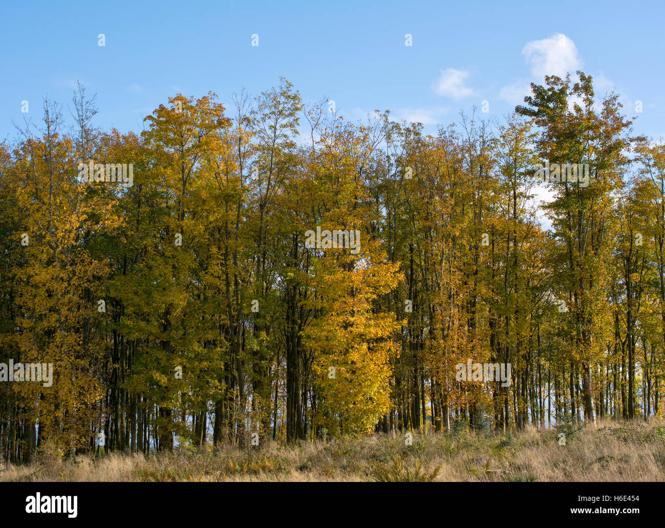 Golden Autumn Trees Stock Photo - Alamy