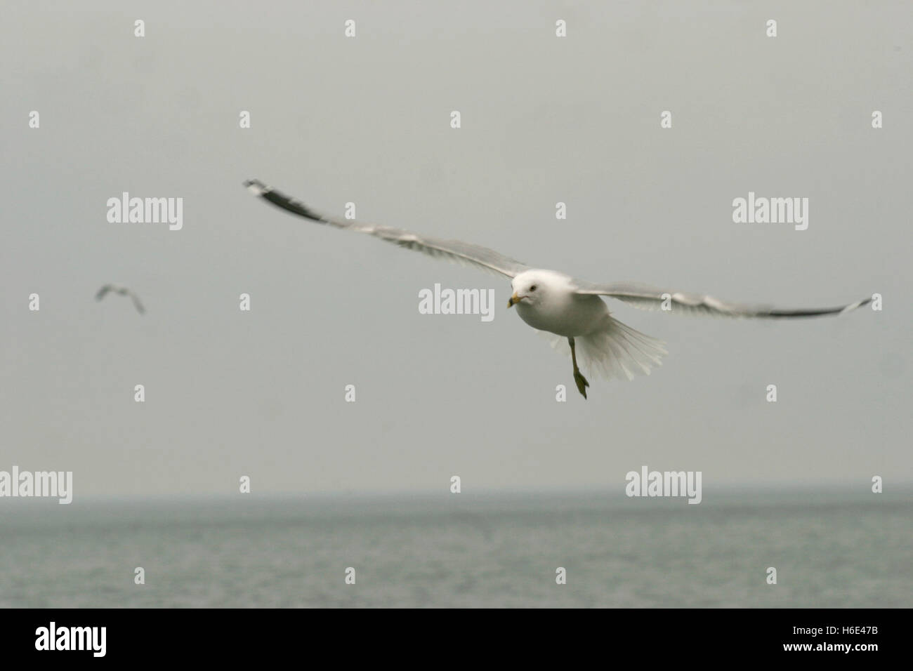 Seagull flying over water Stock Photo - Alamy