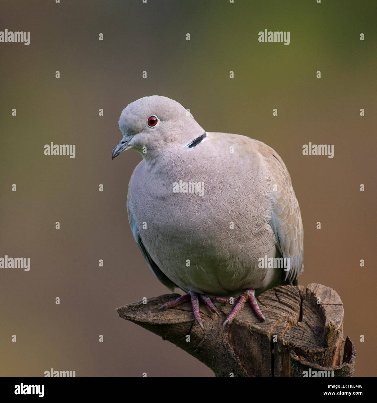 Collared doves bird hi-res stock photography and images - Alamy