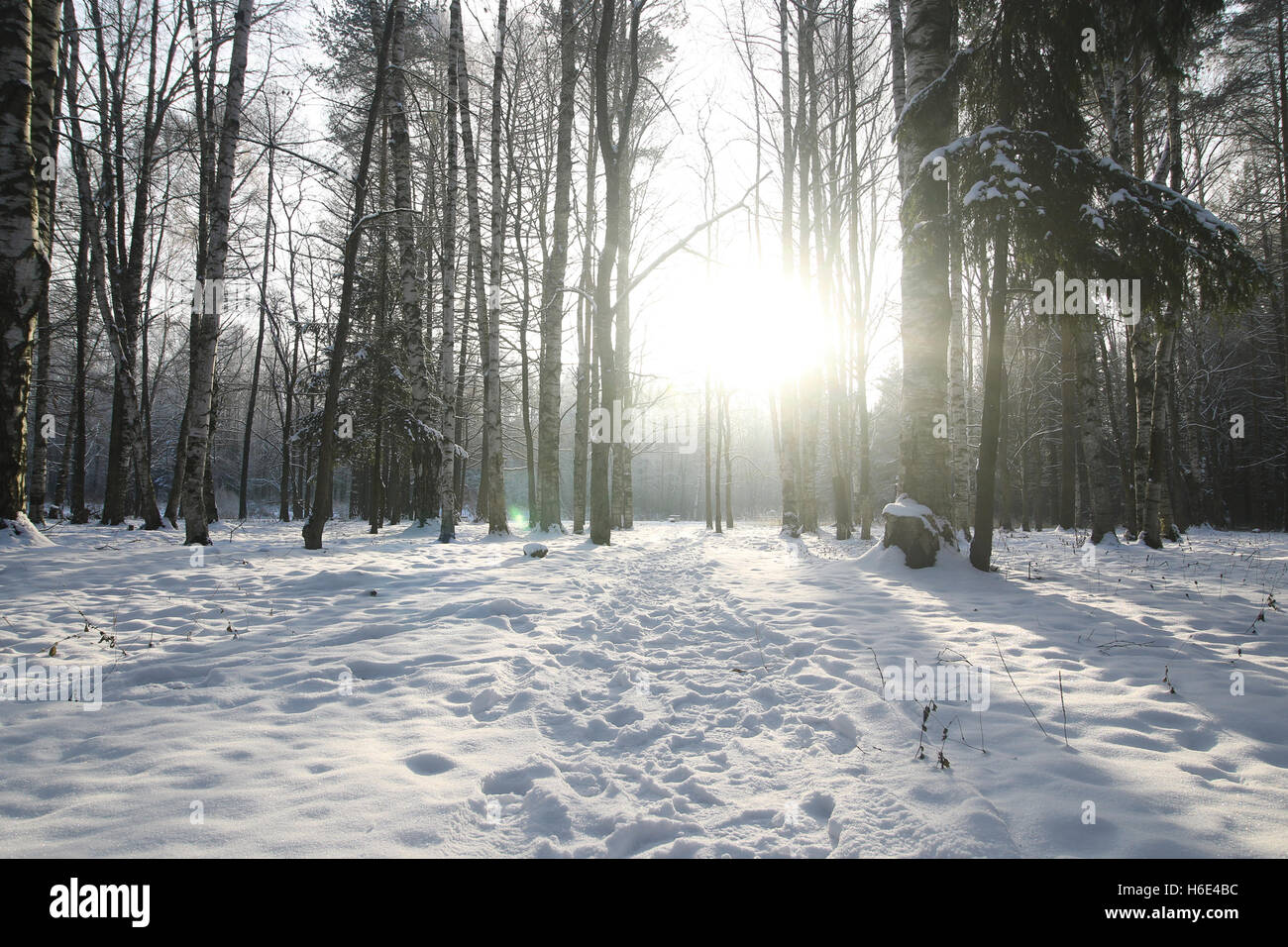 Winter tree forest Stock Photo - Alamy