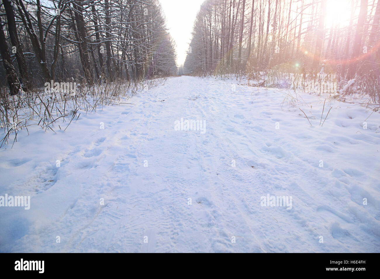 Winter snow park forest Stock Photo - Alamy