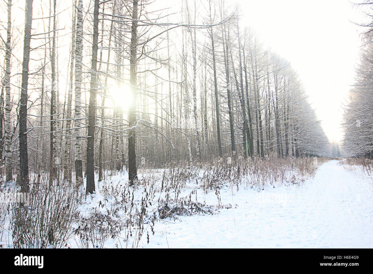 Winter snow park forest Stock Photo - Alamy