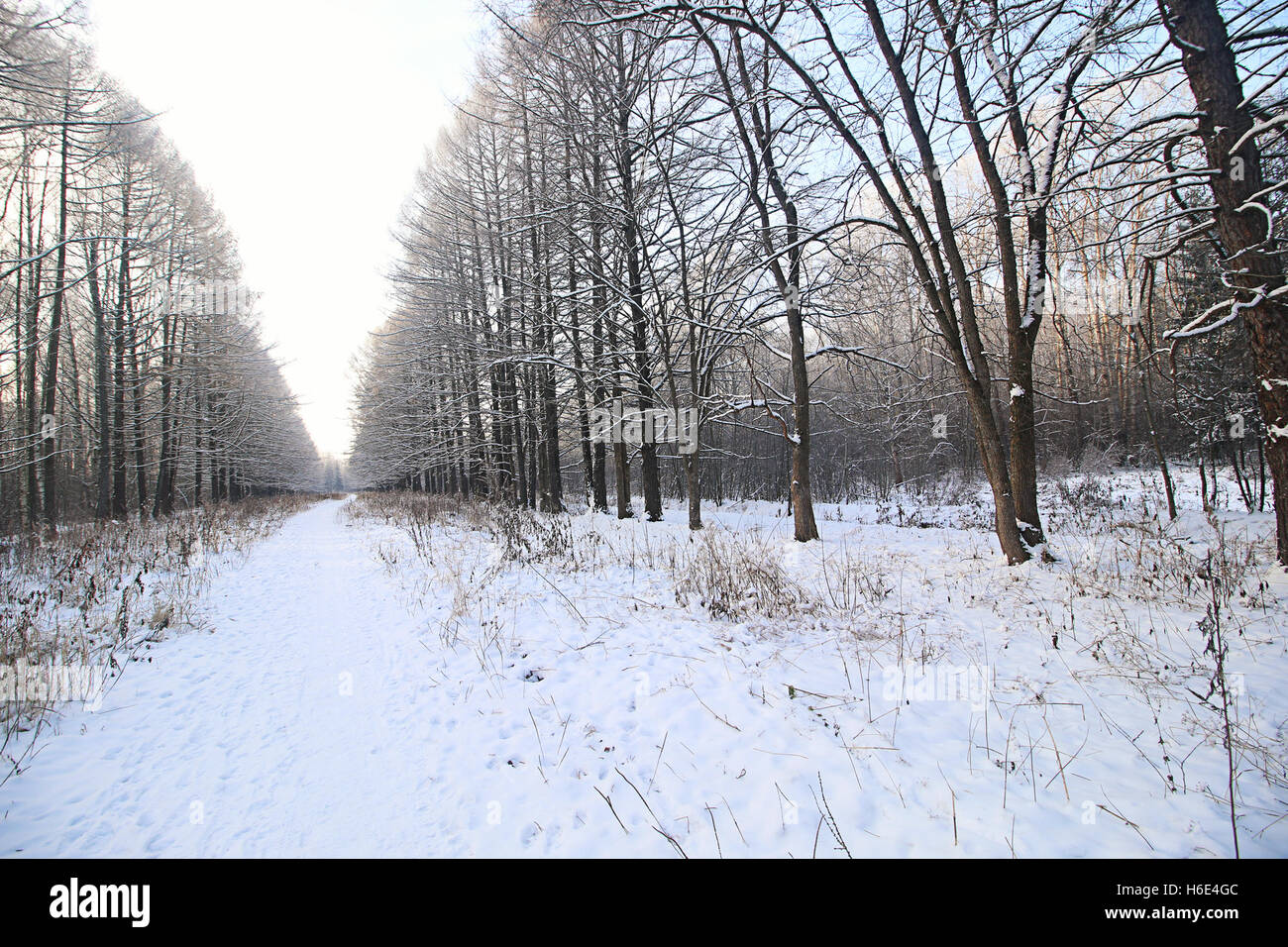 Winter snow park forest Stock Photo - Alamy