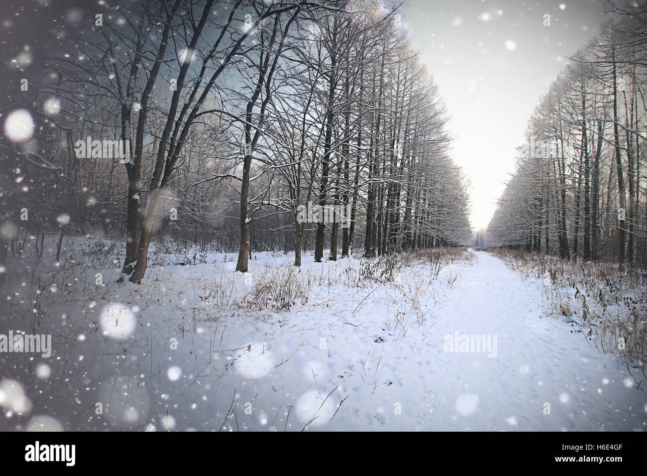 Winter snow park forest Stock Photo - Alamy