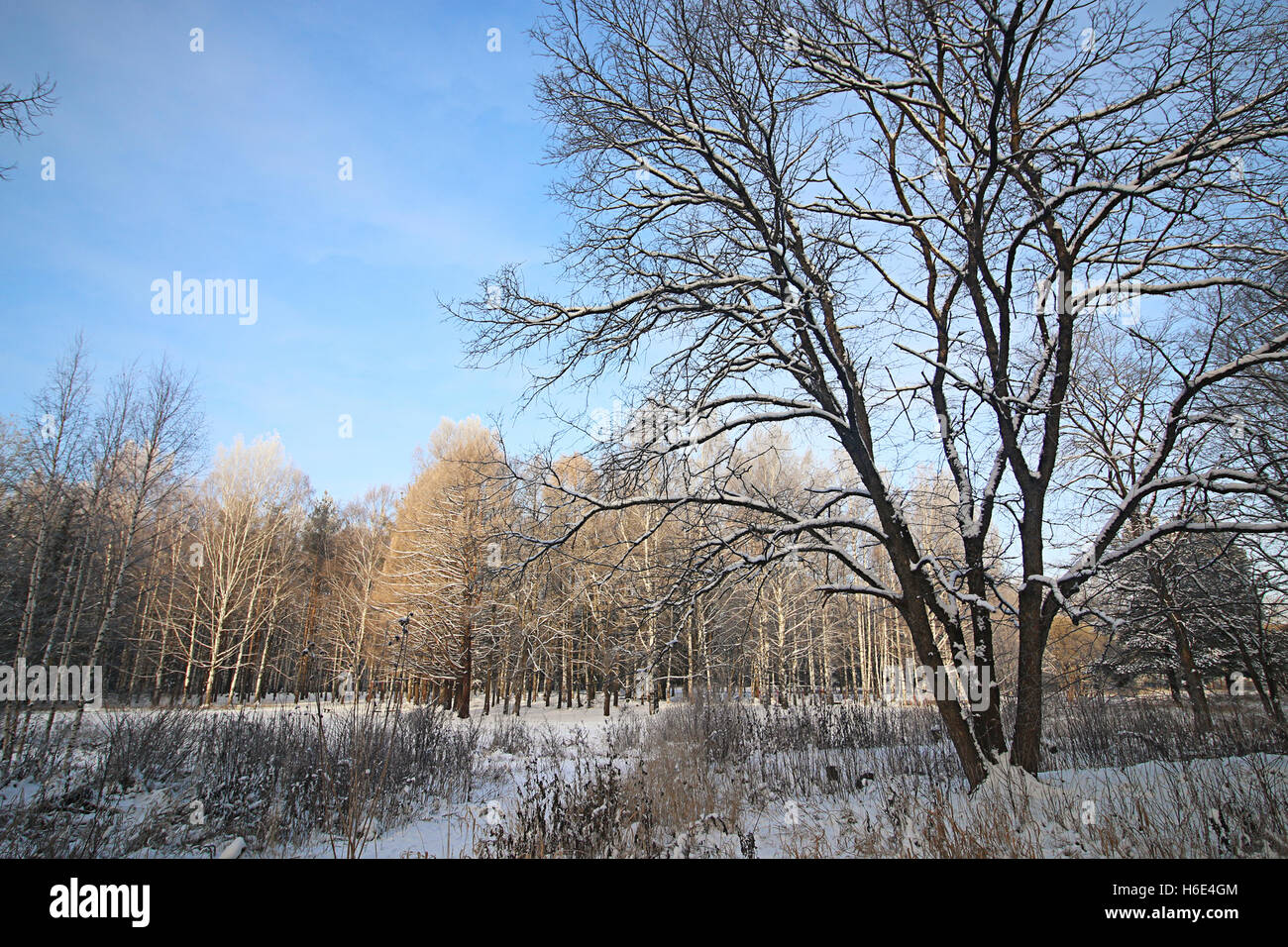 Winter snow park forest Stock Photo - Alamy