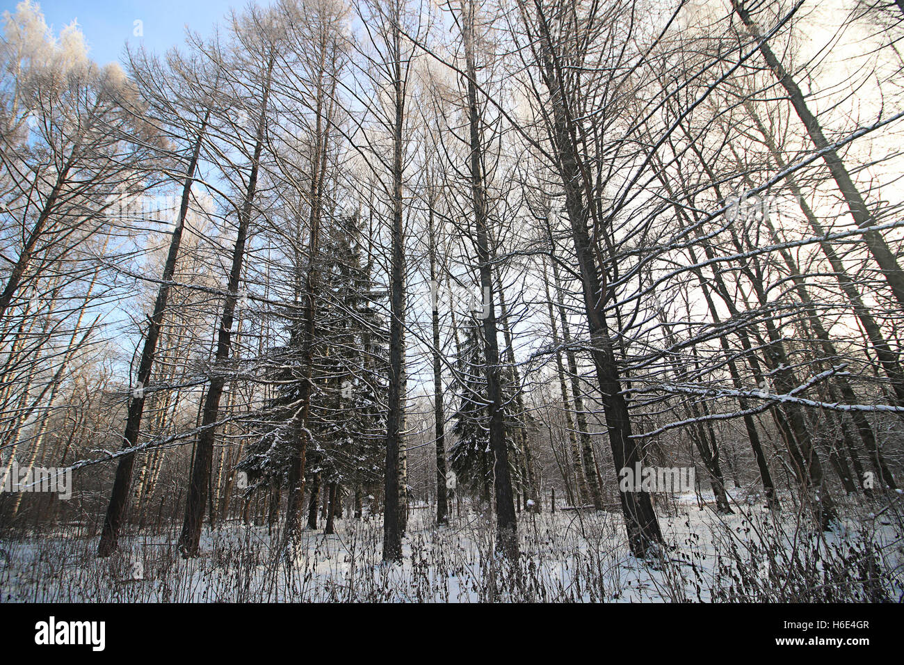 Winter snow park forest Stock Photo - Alamy