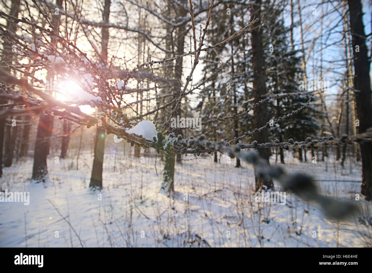 Winter snow park forest Stock Photo - Alamy
