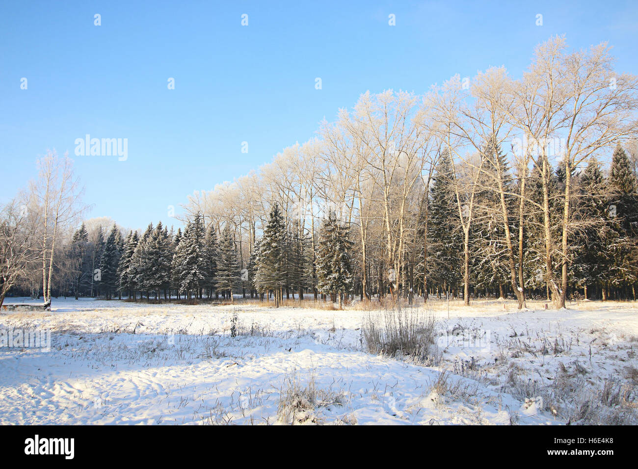 Winter snow park forest Stock Photo - Alamy