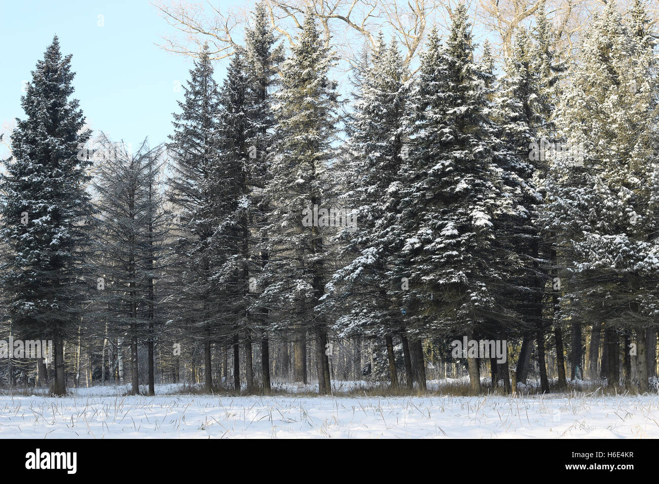 Winter tree forest Stock Photo - Alamy
