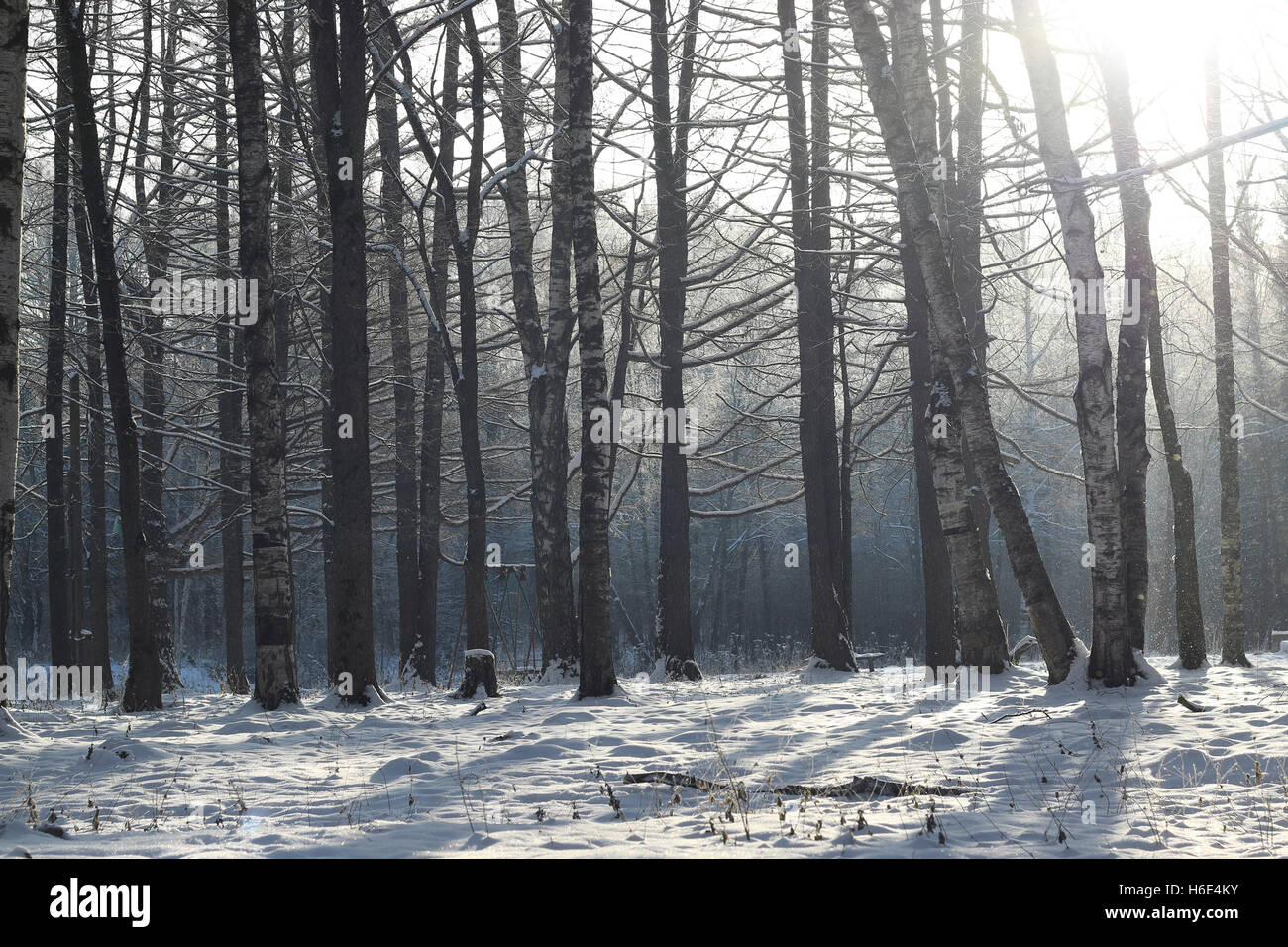 Winter tree forest Stock Photo - Alamy