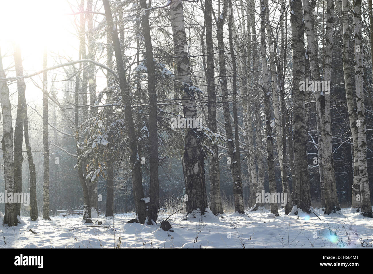 Winter tree forest Stock Photo - Alamy