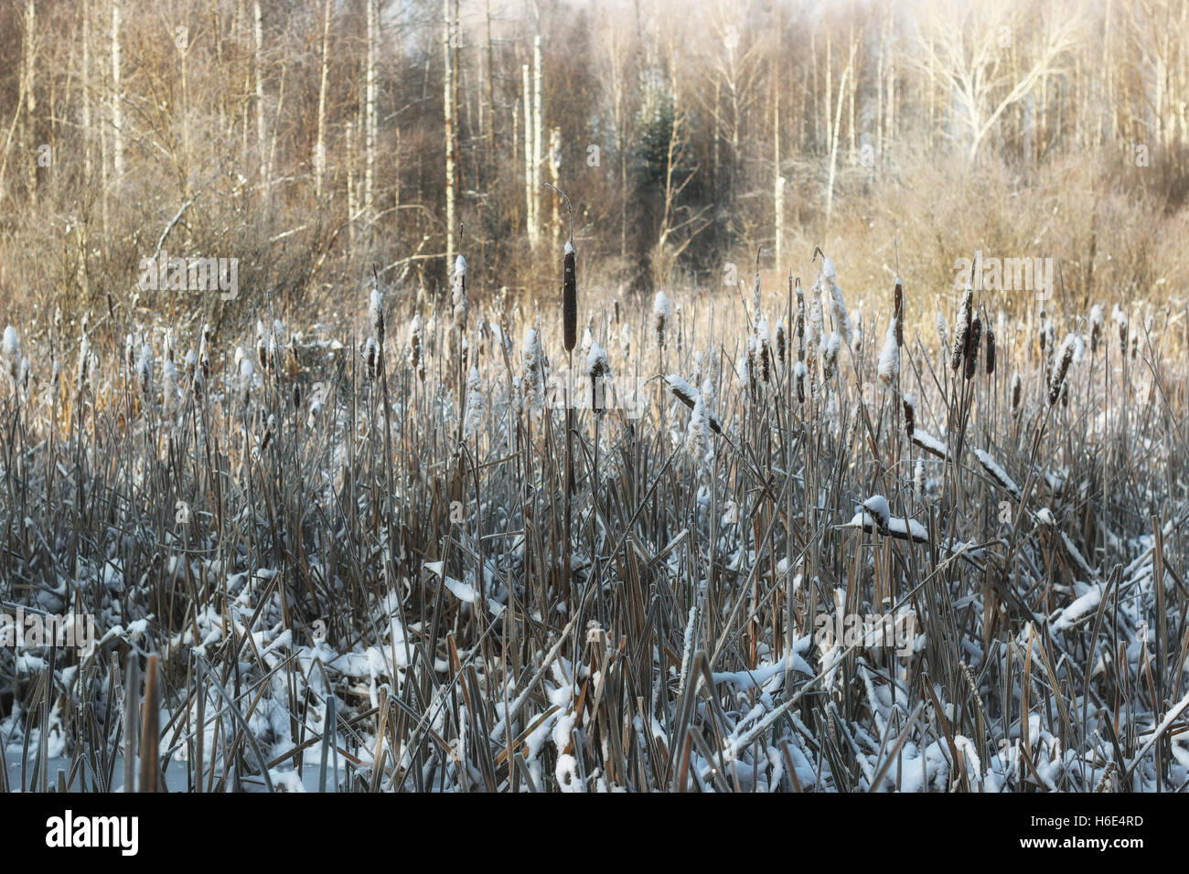 reed winter forest Stock Photo - Alamy